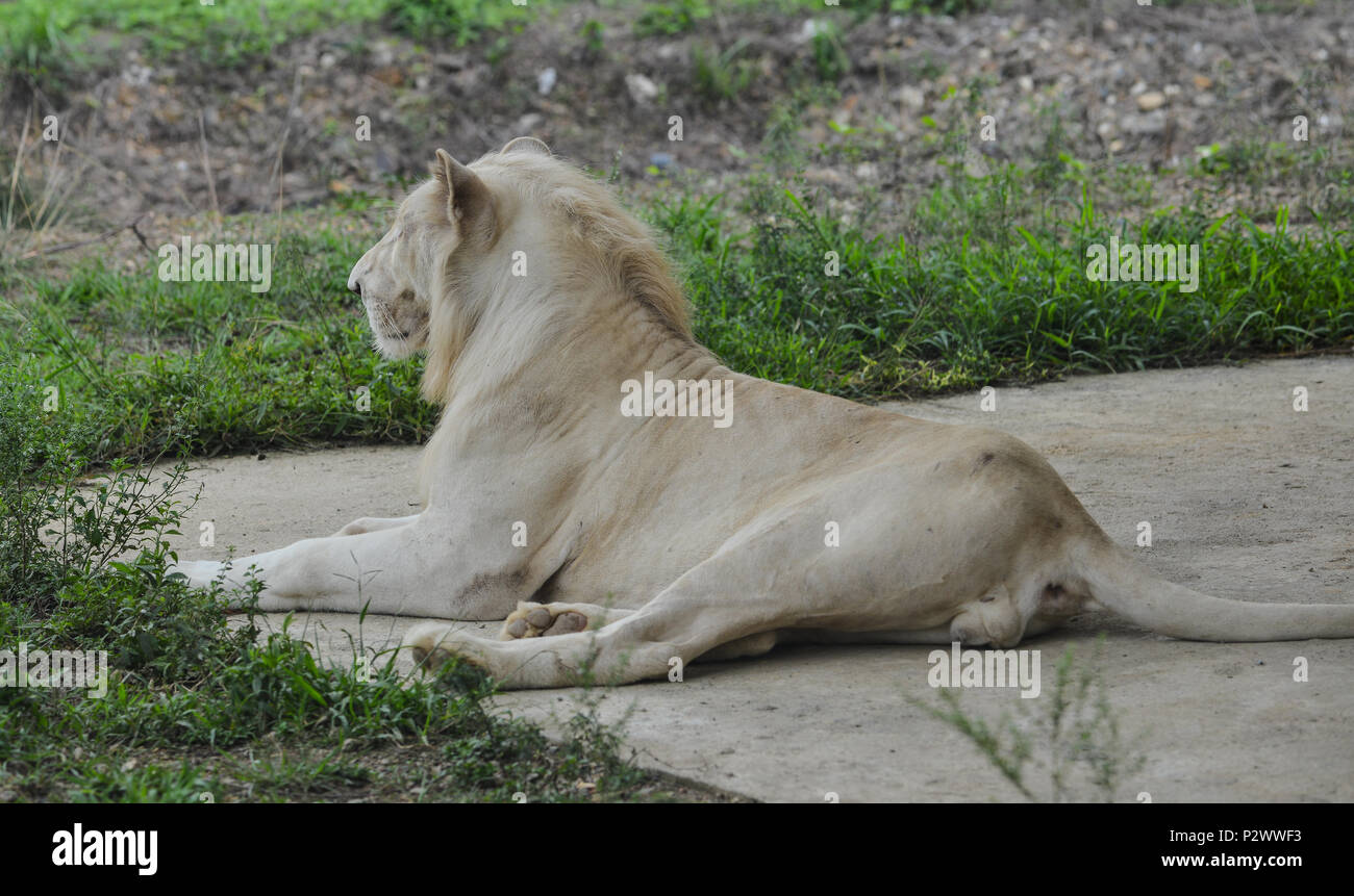 Colour mutation of lion hi-res stock photography and images - Alamy