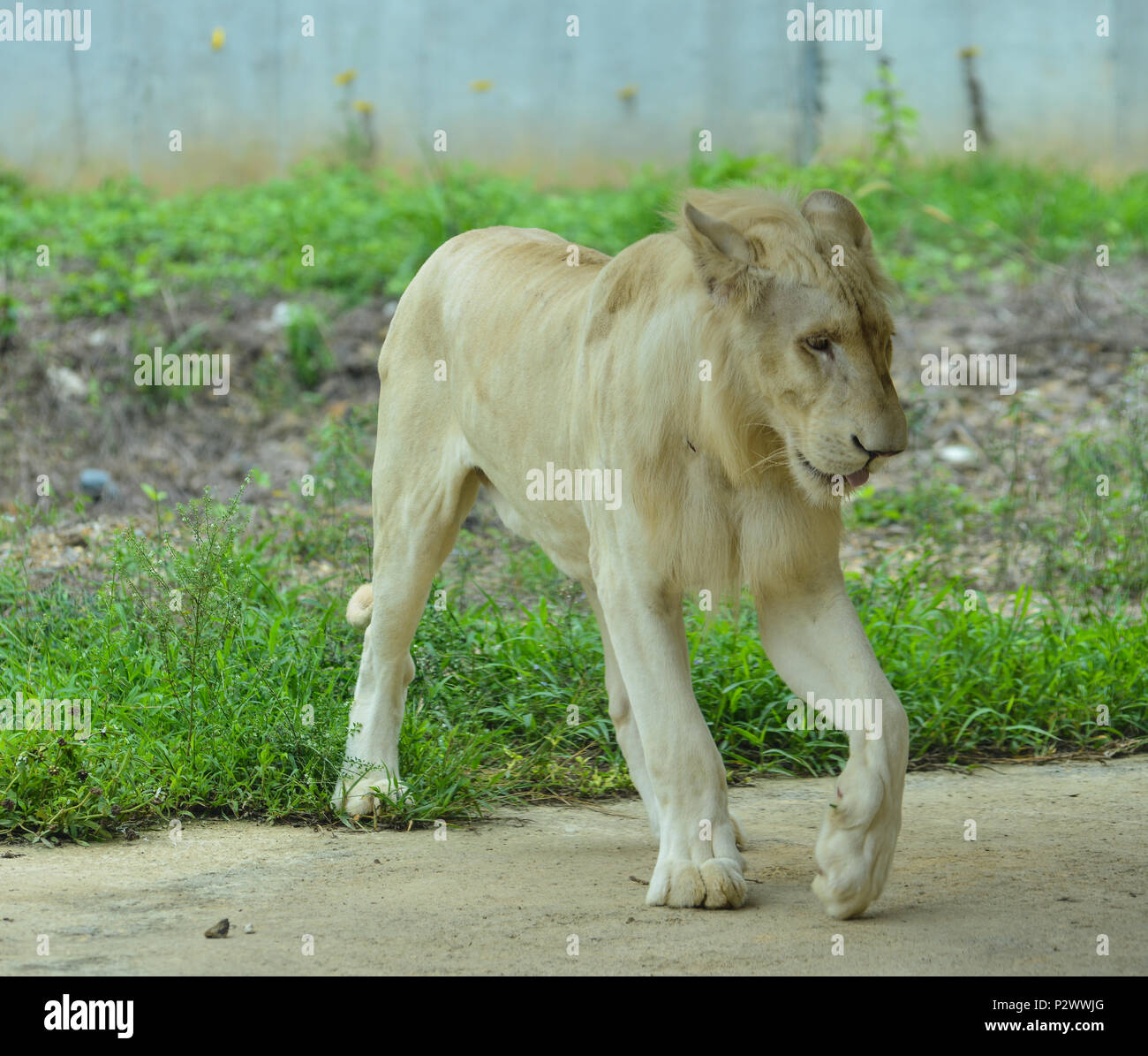 A white lion - Transvaal lion (Panthera leo krugeri) in the zoo Stock ...