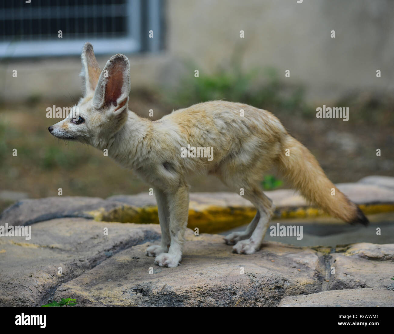 Portrait of Fennec fox (Vulpes zerda) in the zoo Stock Photo - Alamy