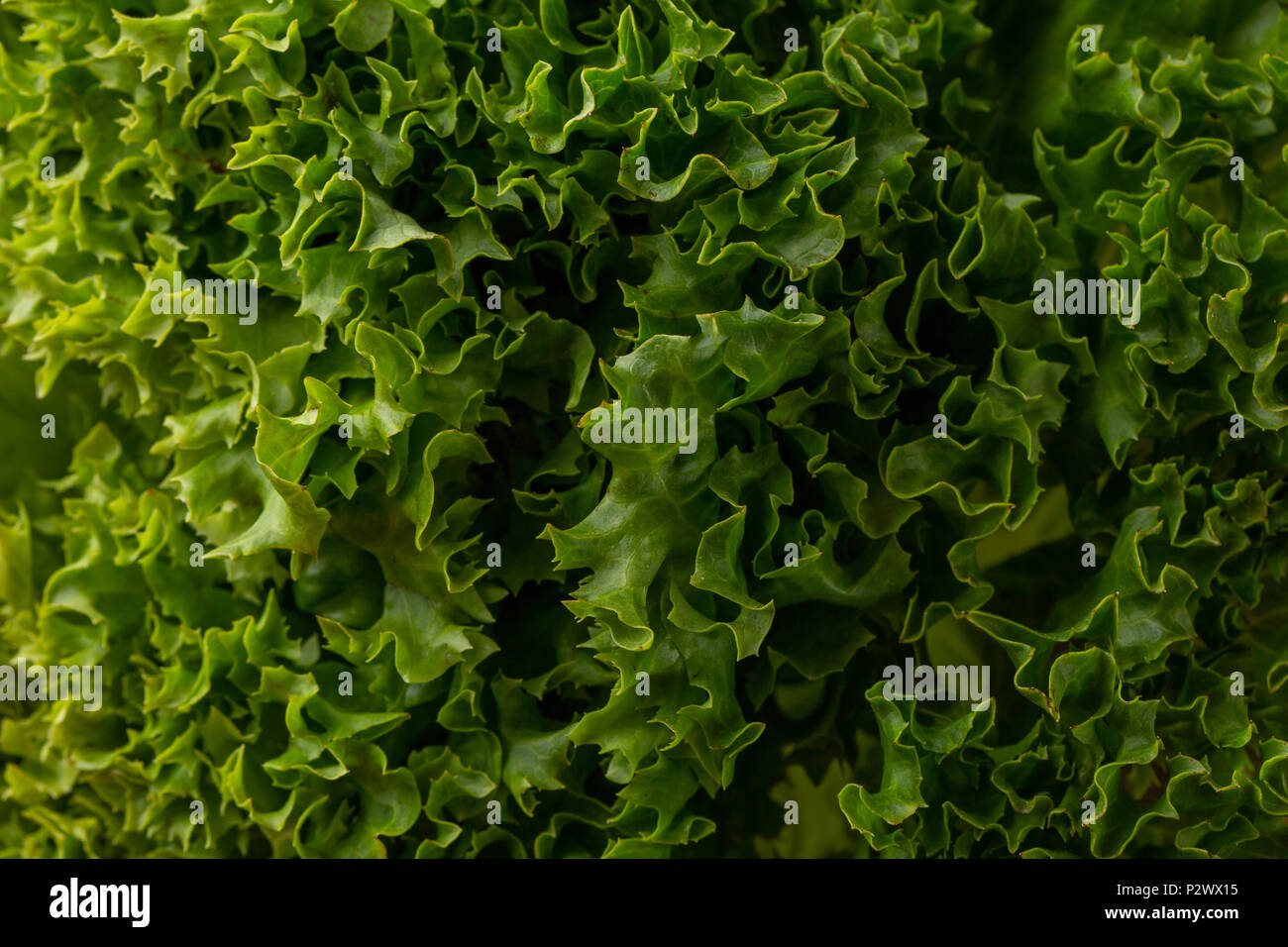 Seamless abstract background. Green salad leaves background. Fresh ...