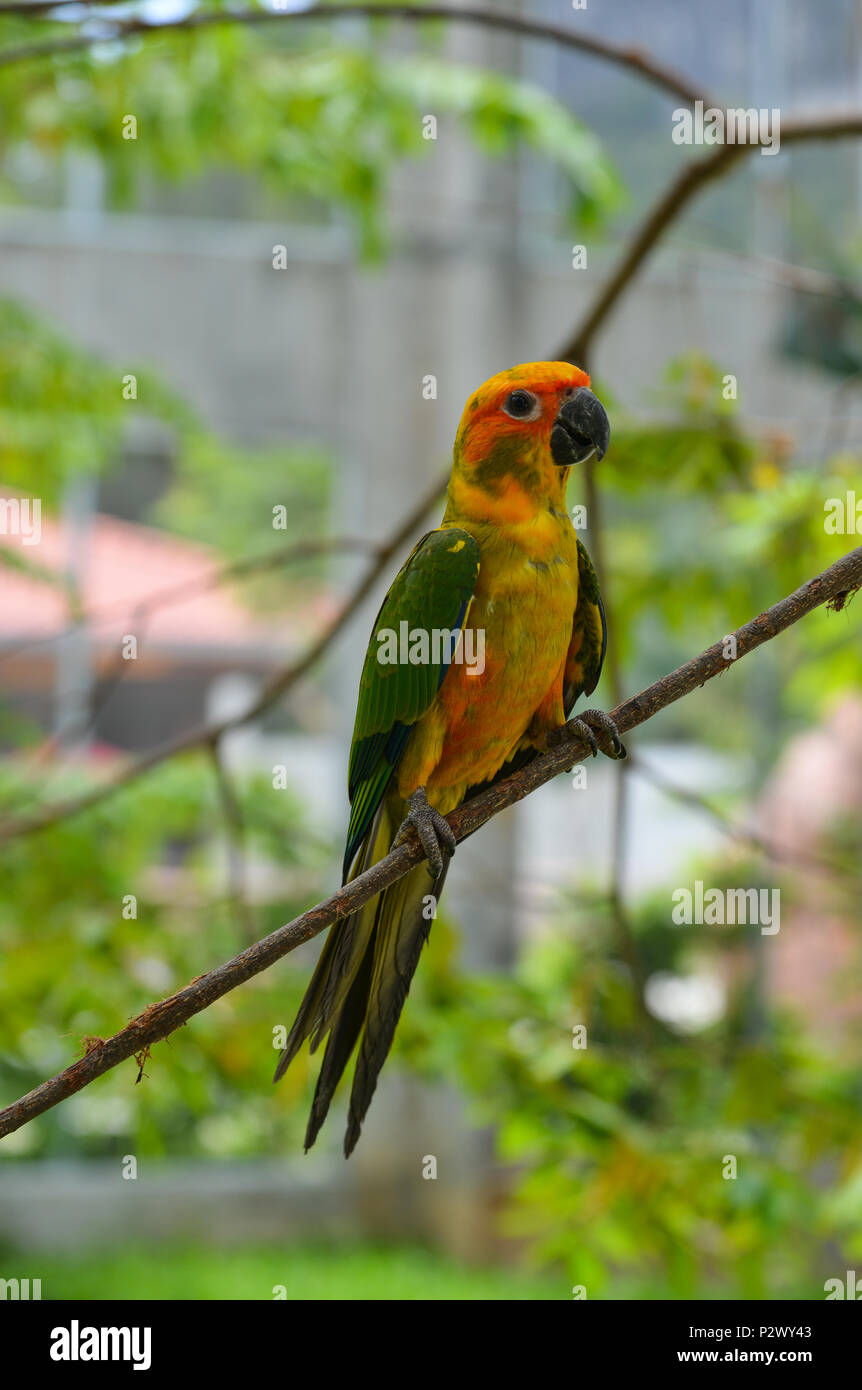 Colorful parrot at the nature park on Langkawi, Malaysia Stock Photo ...