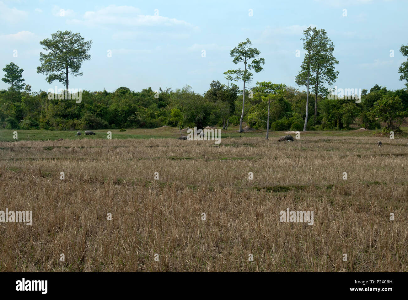 Angkor Cambodia, rural landscape of rice paddies in dry season with ...