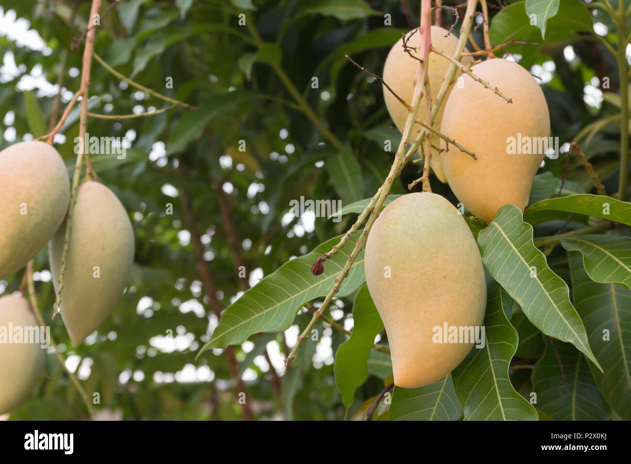 Ripe Mango Tree High Resolution Stock Photography and Images - Alamy