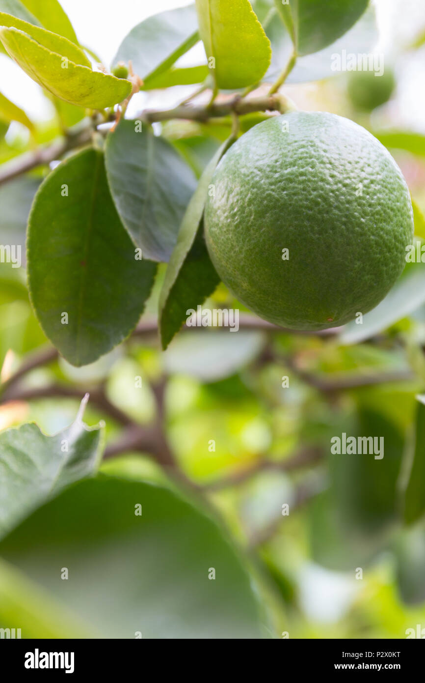 A green lemon on tree in the garden Stock Photo - Alamy