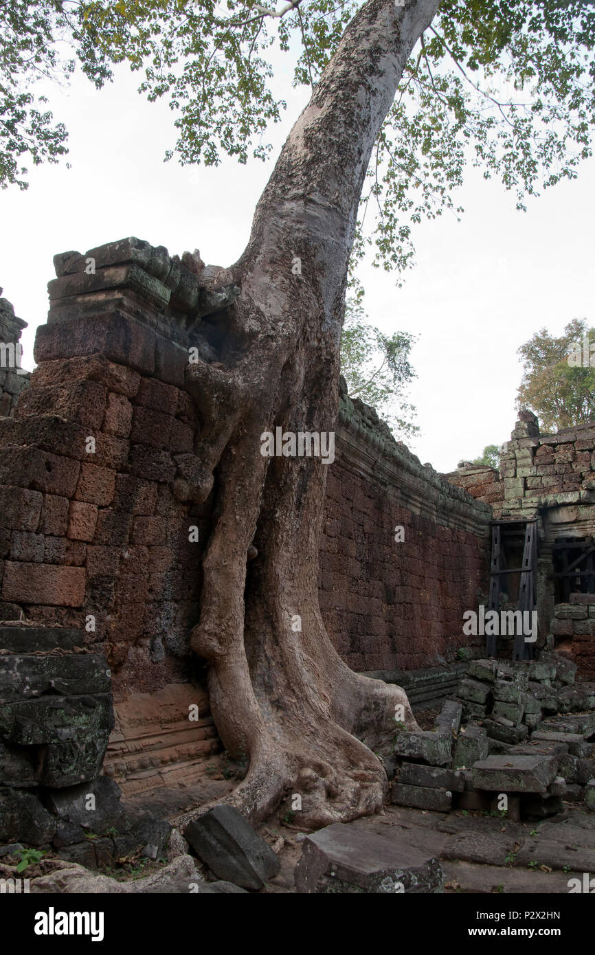 Angkor Cambodia, View of spung tree roots encasing the wall at 12th ...
