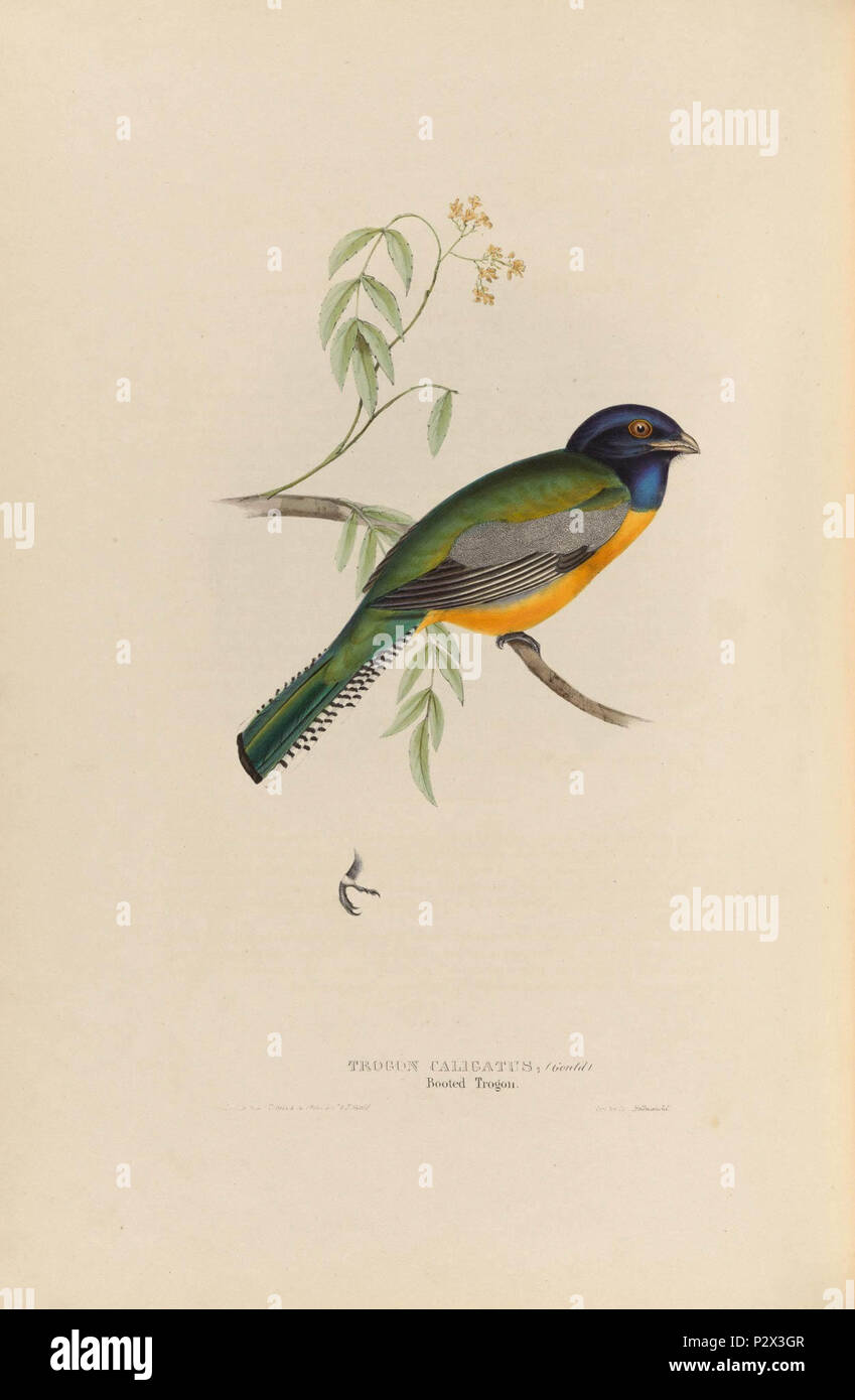 Family trogonidae hi-res stock photography and images - Alamy