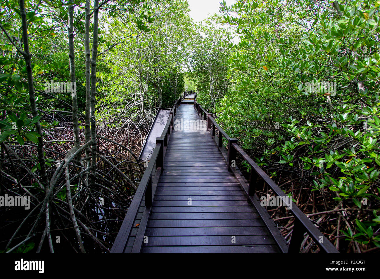 Aerial panoramic mangrove forest hi-res stock photography and images ...