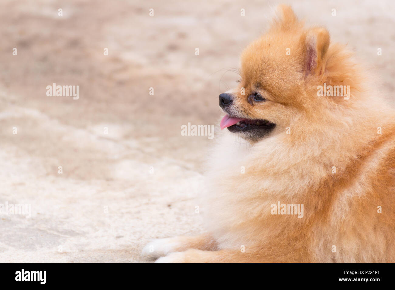 Orange pomeranian dog smile and sitting at outdoor Stock Photo - Alamy