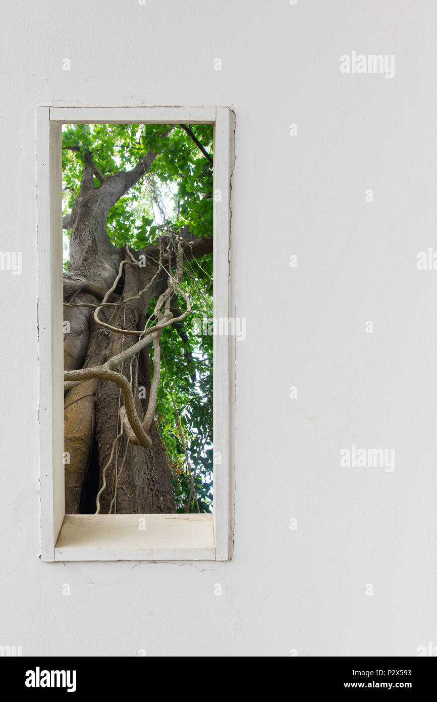 White wall window with big tree, vertical landscape concept background ...