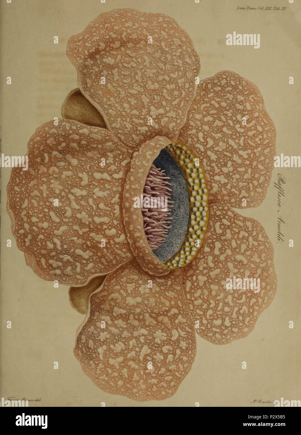 An account of a new genus of plants, named Rafflesia Stock Photo - Alamy