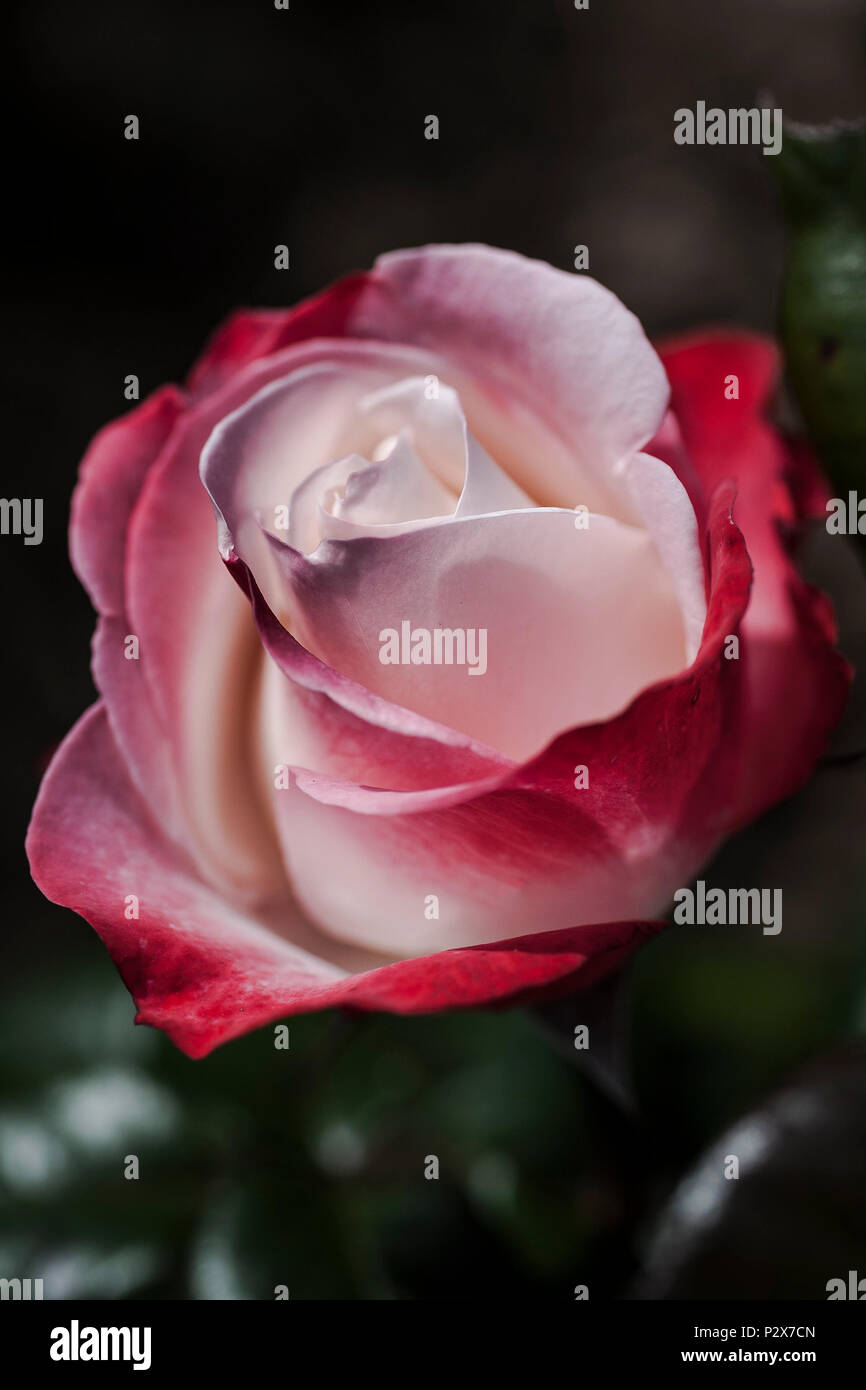 Rose special occasion hi-res stock photography and images - Alamy