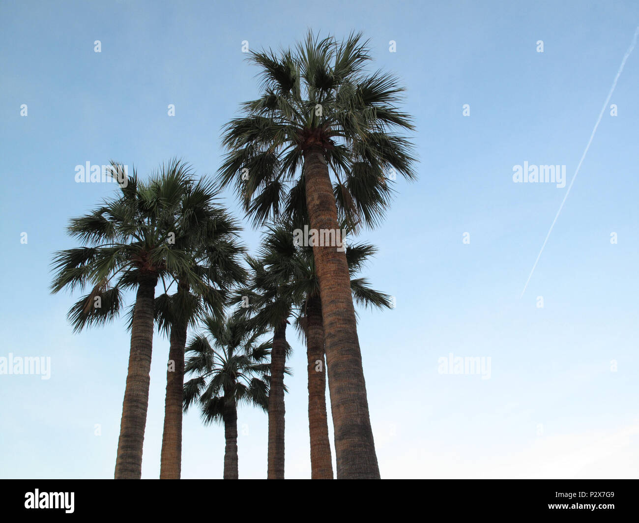 Palm trees in monte carlo hi-res stock photography and images - Alamy