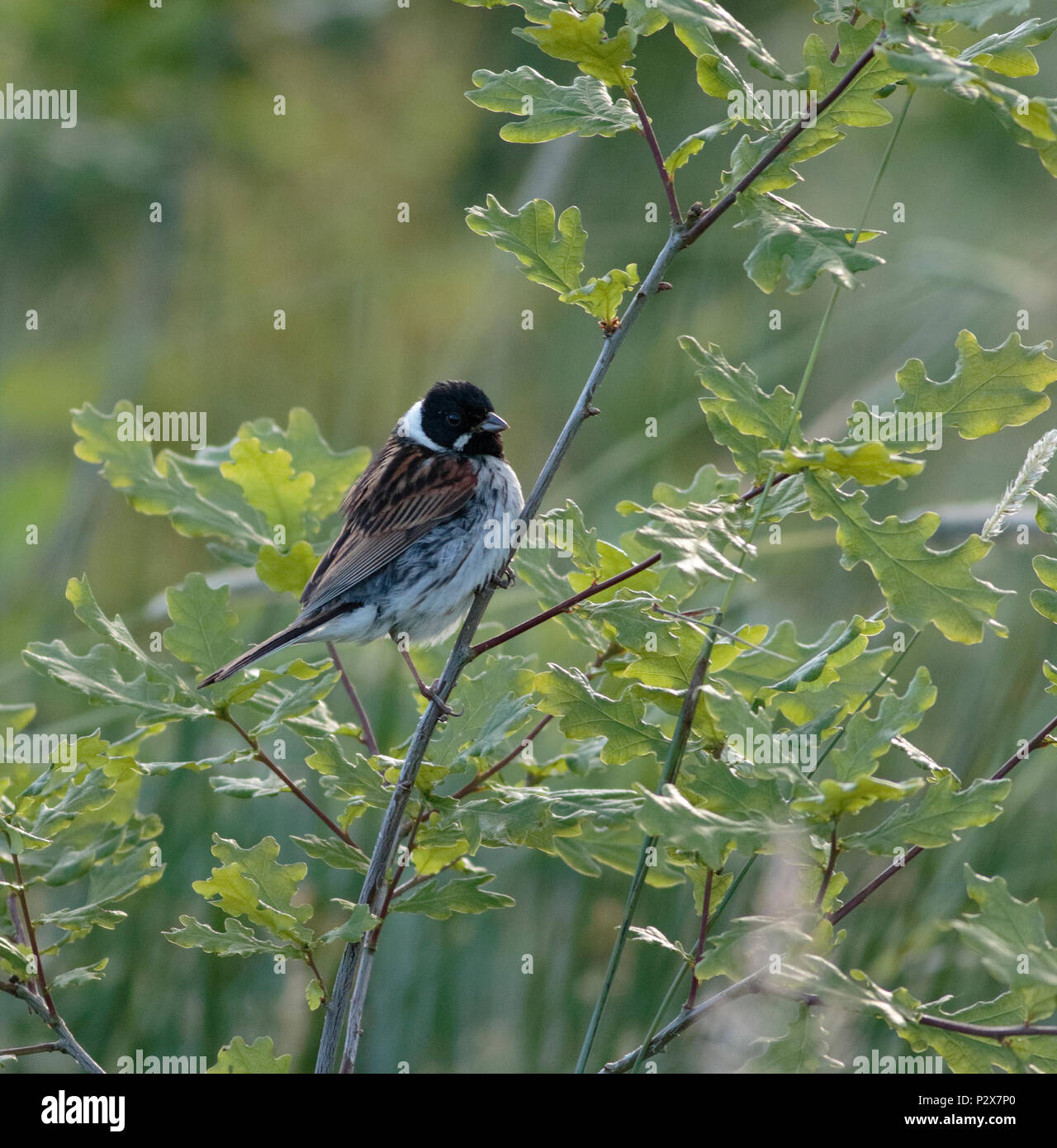 Reed anatomy hi-res stock photography and images - Alamy