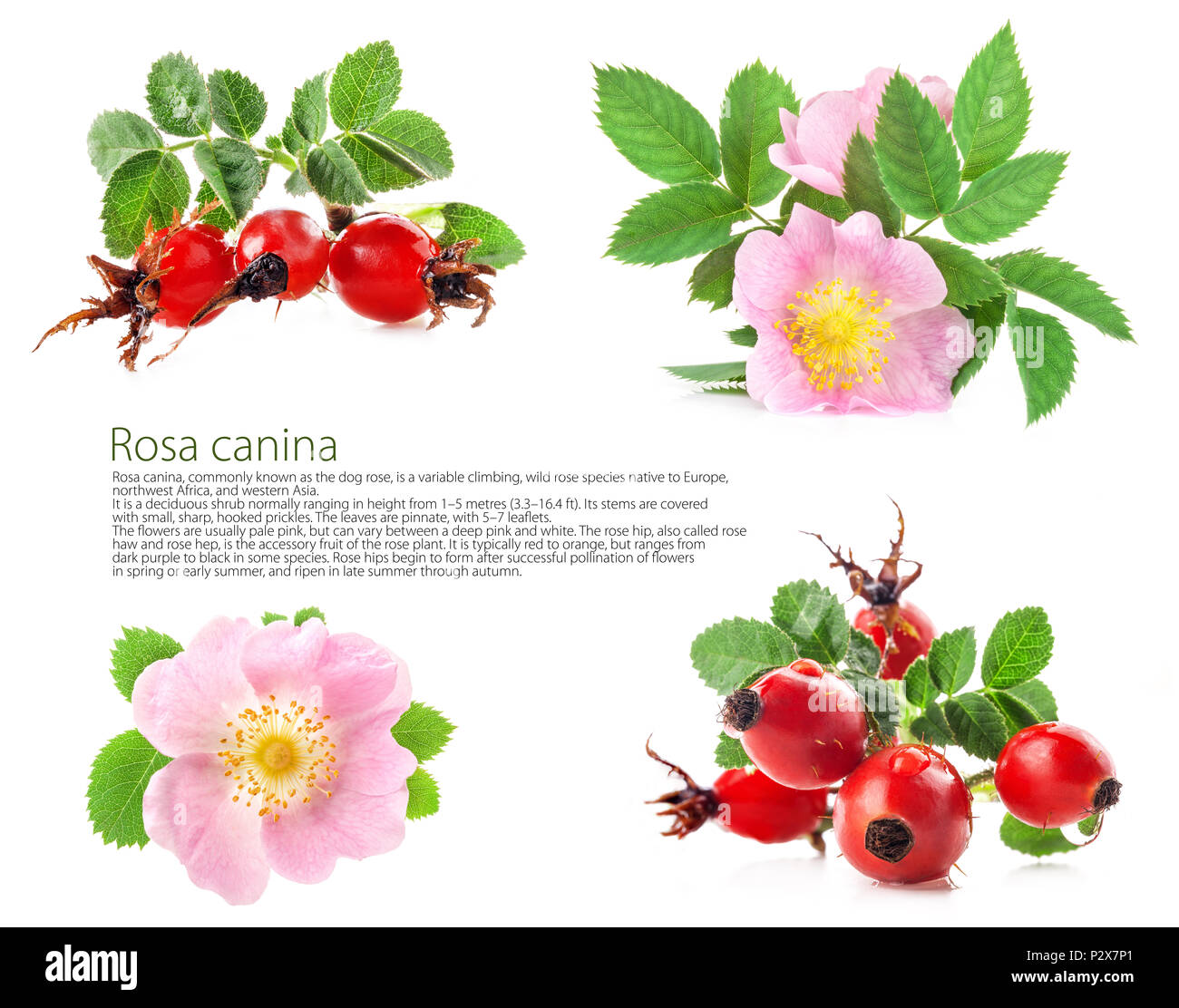 Rose hips (Rosa canina) blossom isolated on white background Stock ...