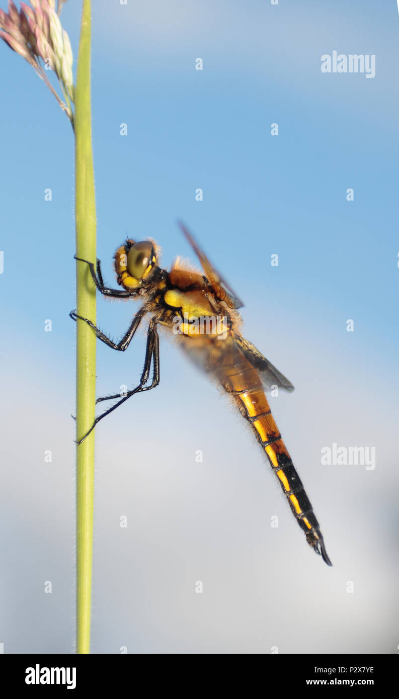 Four-spotted Chaser dragonfly Stock Photo - Alamy