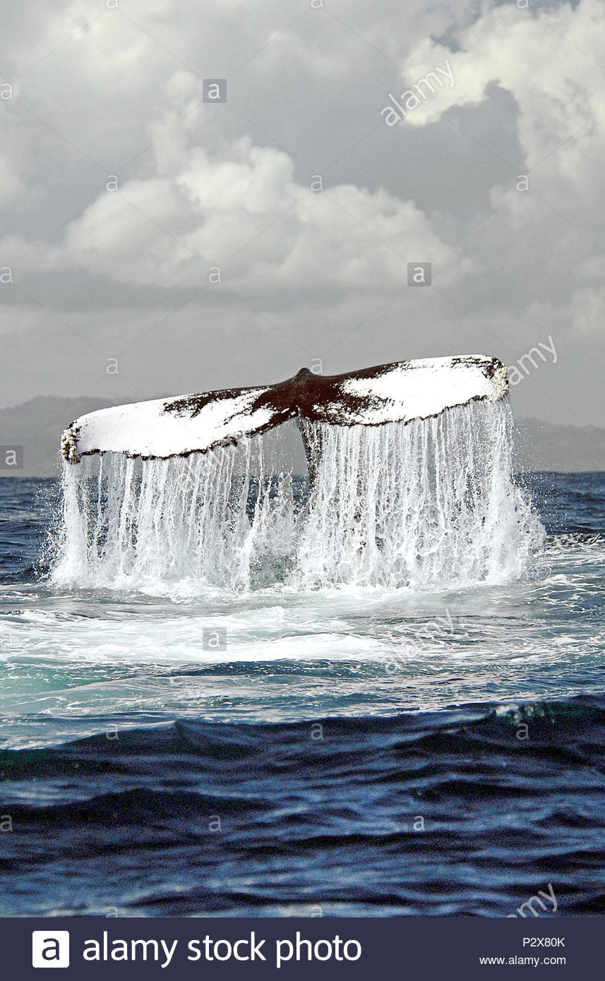 Fluke Buckelwal Stock Photos & Fluke Buckelwal Stock Images - Alamy