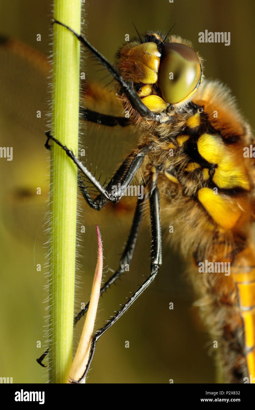 Four-spotted Chaser dragonfly Stock Photo - Alamy