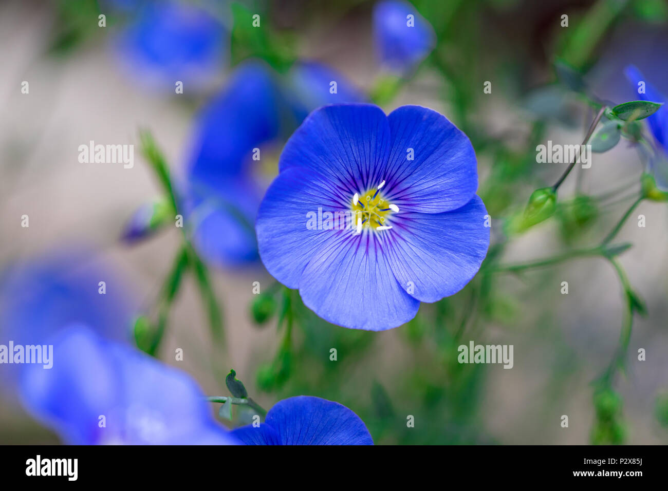 Beautiful nature scene with blooming flax flowers in sun flare Stock ...