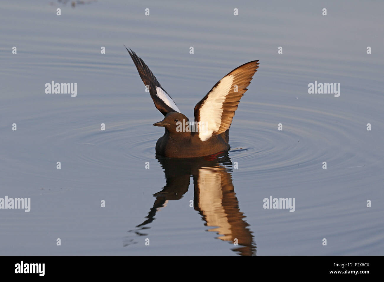 Black Guillemot, Cepphus grylle, wing stretchnig Stock Photo - Alamy