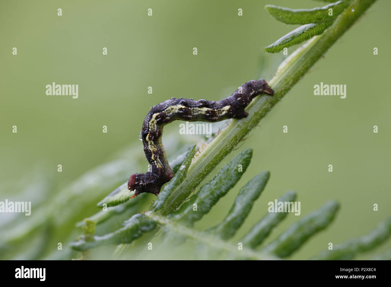 Mottled moth hi-res stock photography and images - Alamy