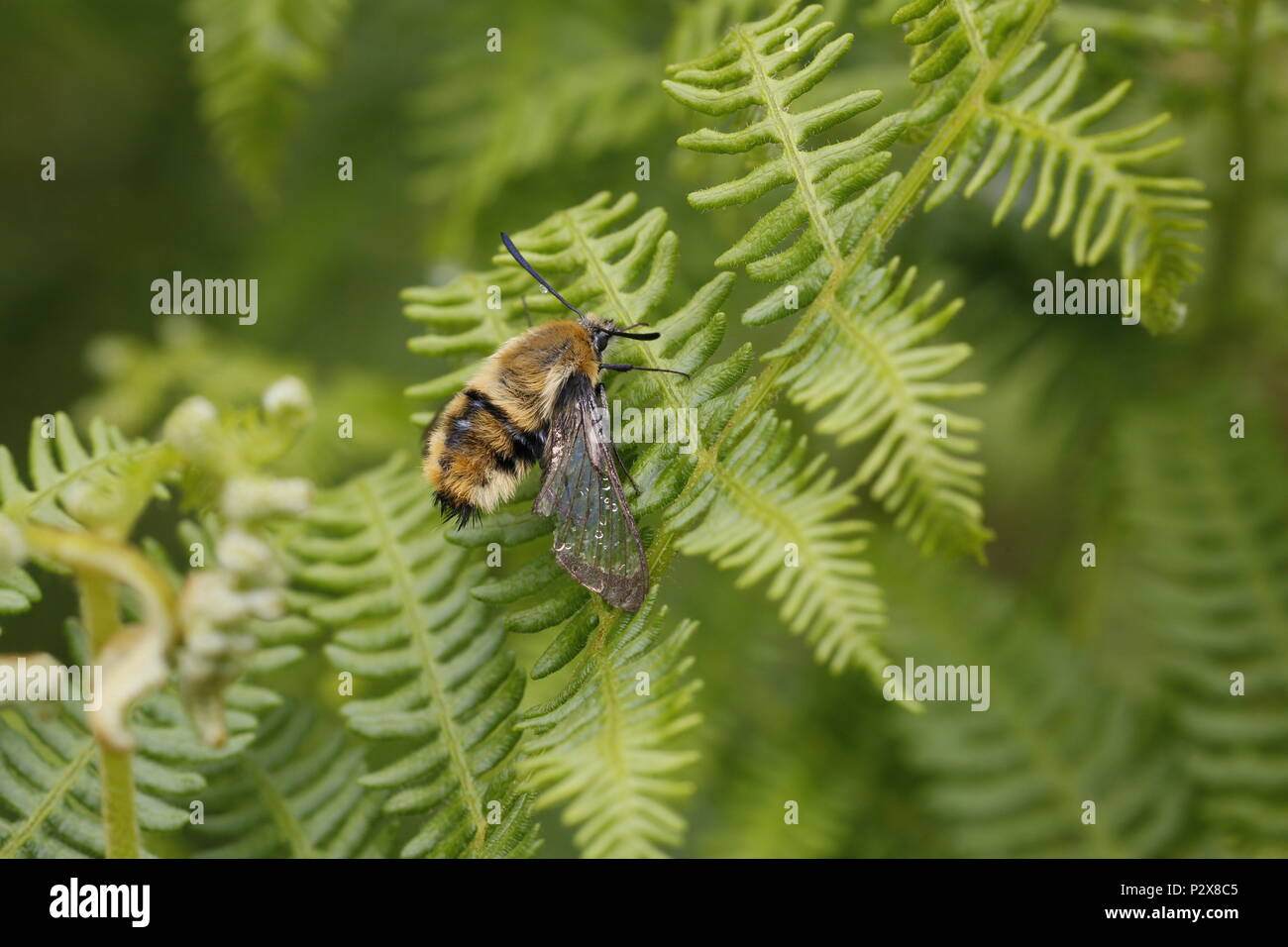 Hamaris hi-res stock photography and images - Alamy