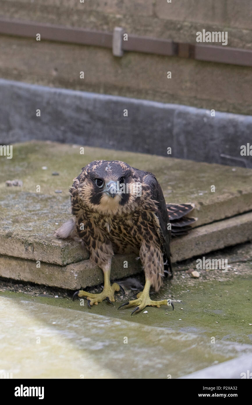 Peregrine tower hi-res stock photography and images - Alamy