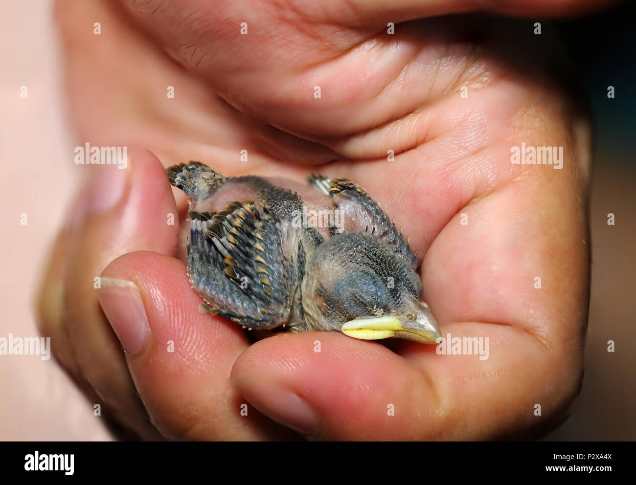 hand holding a baby bird Stock Photo - Alamy
