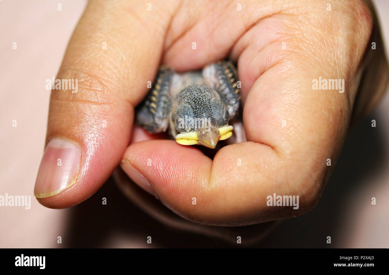 hand holding a baby bird Stock Photo - Alamy