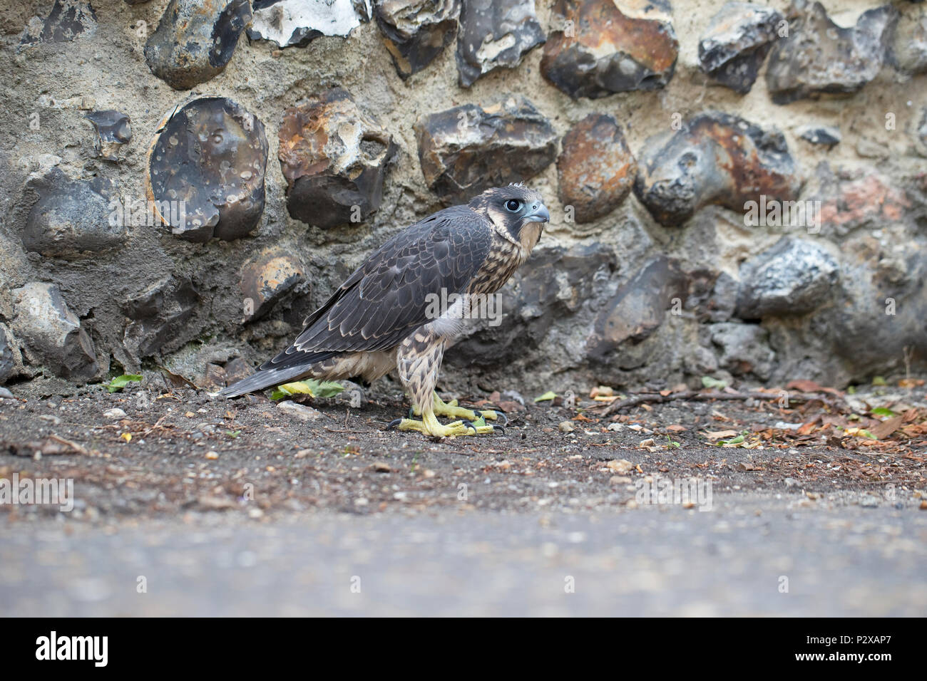 Peregrine falcon falco peregrinus standing hi-res stock photography and ...