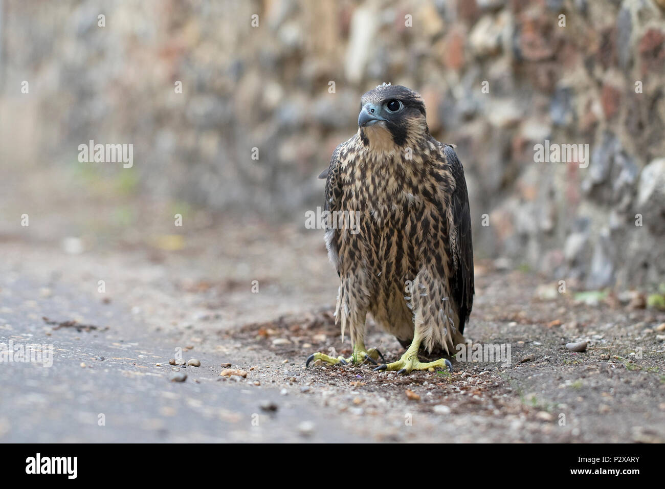 Peregrine Falcon Falco Peregrinus Standing High Resolution Stock ...
