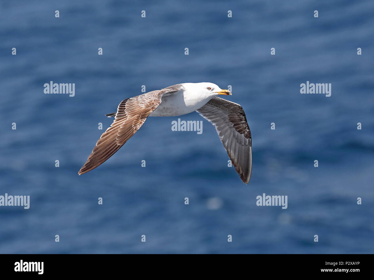 Lesser Black-backed Gull (Larus fuscus) second summer bird in flight ...