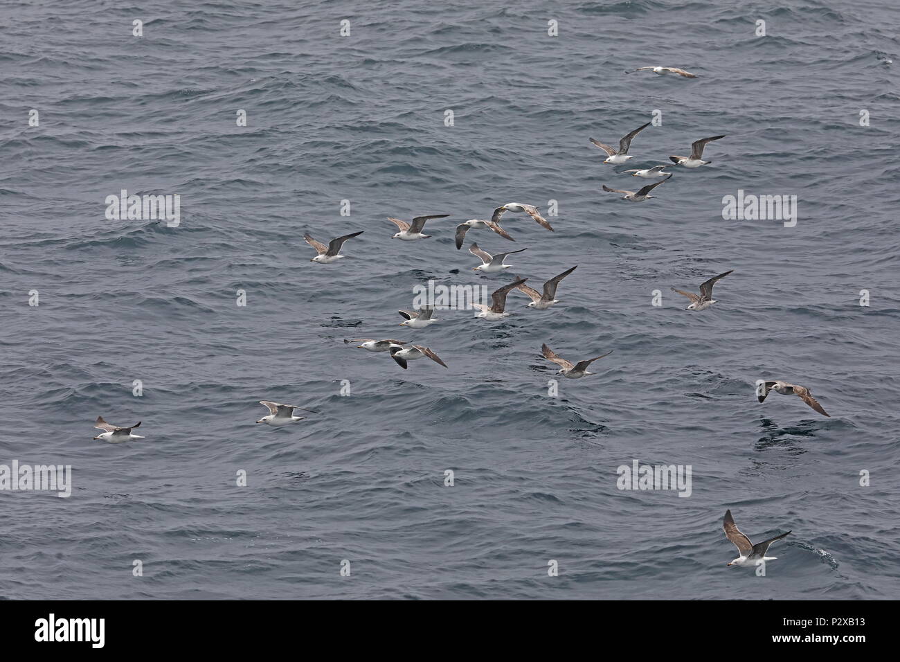 Flying seas gulls hi-res stock photography and images - Alamy