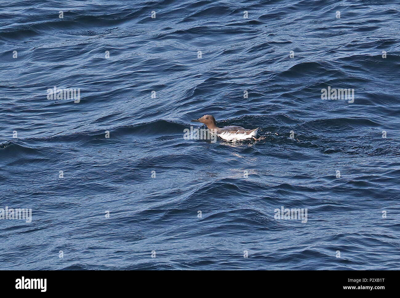 Common Guillemot (Uria aalge) adult swimming in the sea Atlantic Ocean ...