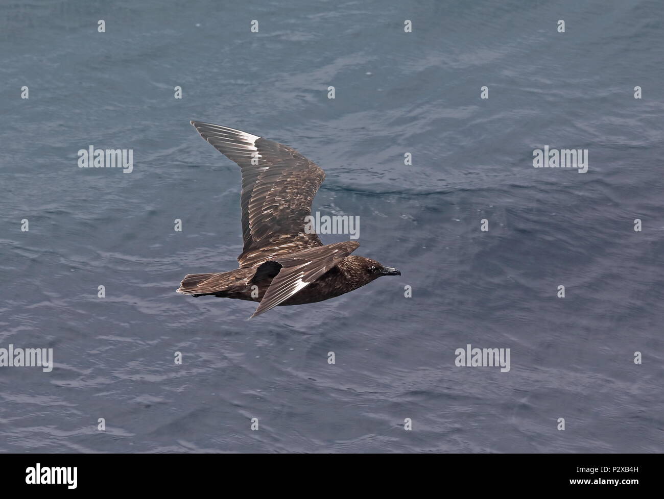 Great Skua (Catharacta skua) adult in flight over sea Atlantic Ocean ...