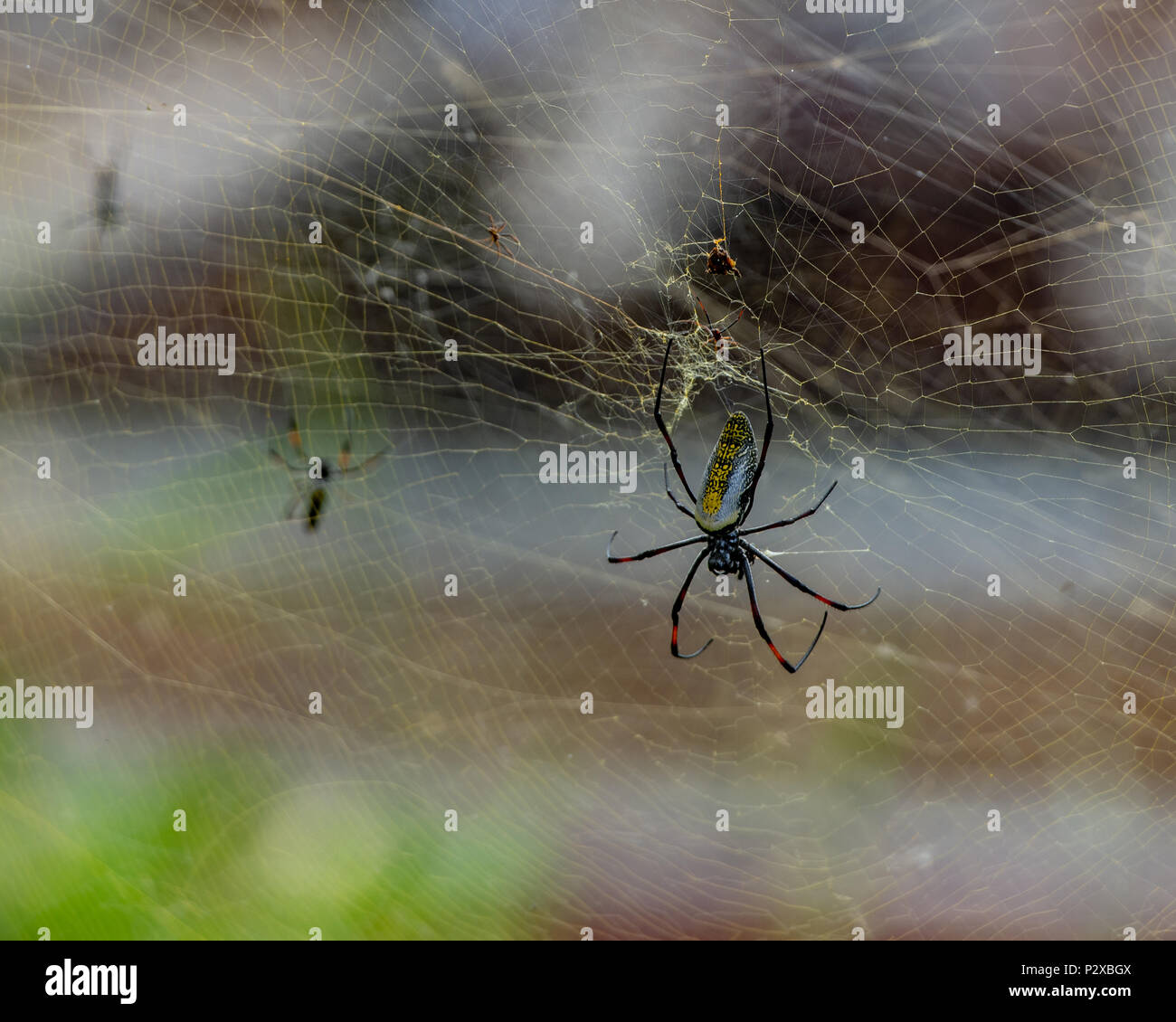 Garden Spider Web Stock Photo - Alamy