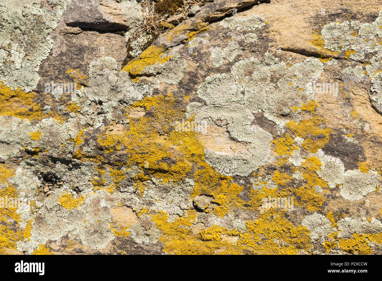 Old stone surface covered with yellow lichen. Natural beautiful stone ...