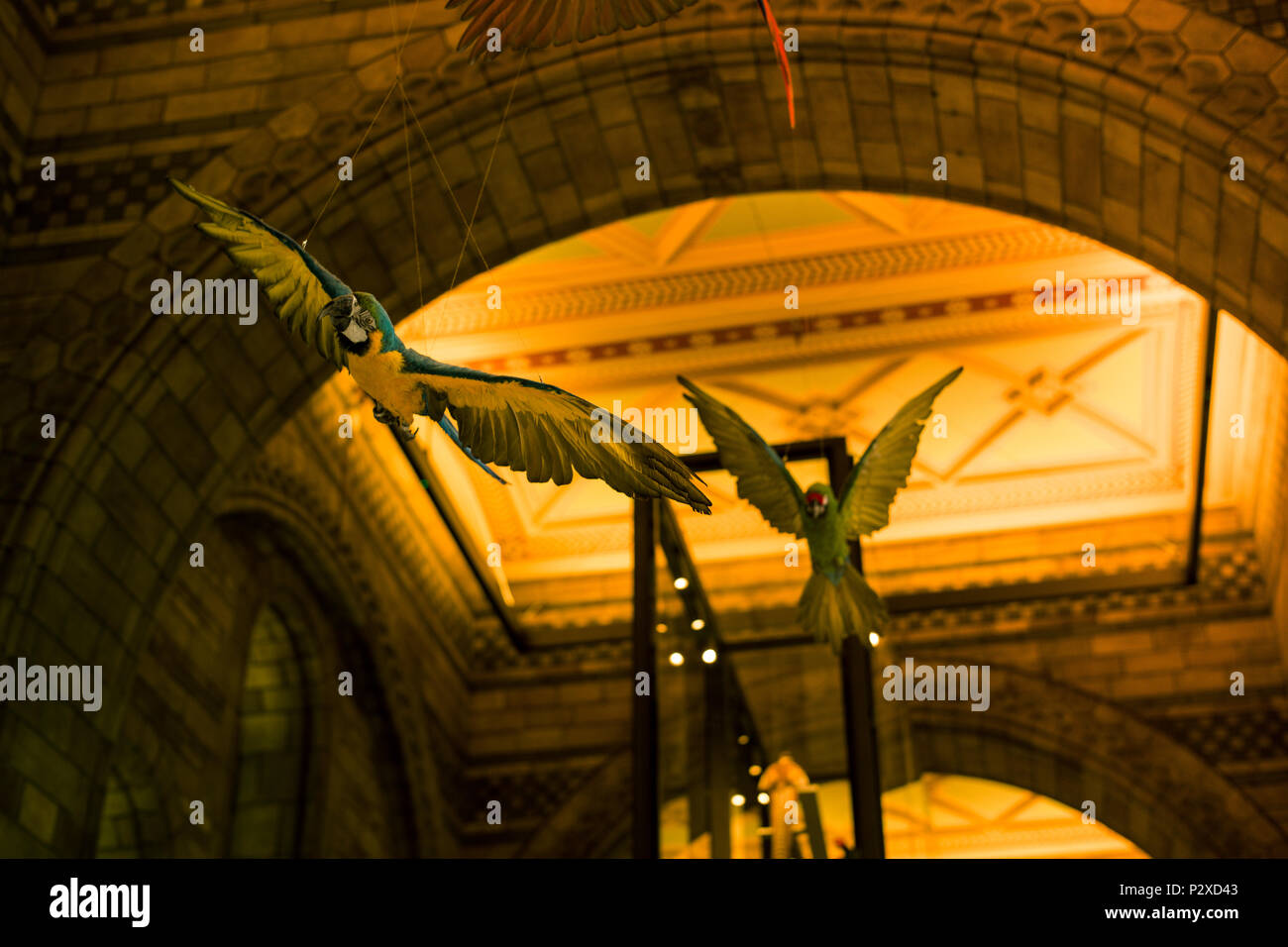 Flying to freedom Stock Photo - Alamy