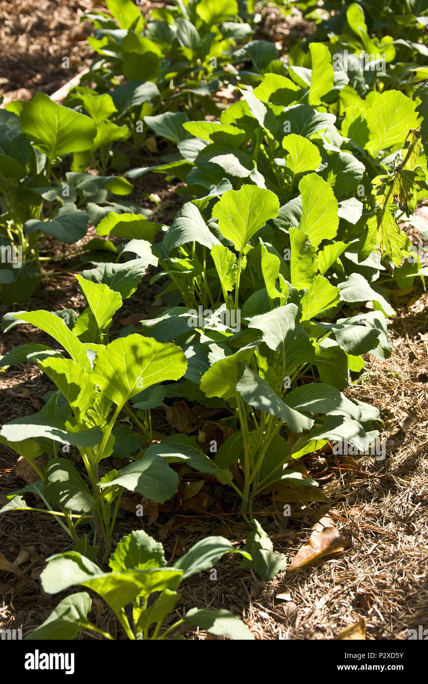 Collards hi-res stock photography and images - Alamy