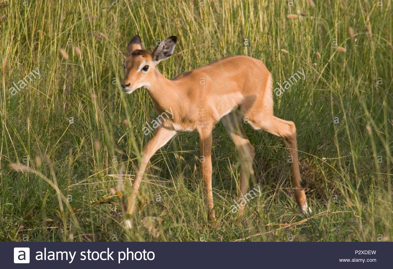 Gazelle Migration Stock Photos & Gazelle Migration Stock Images - Alamy