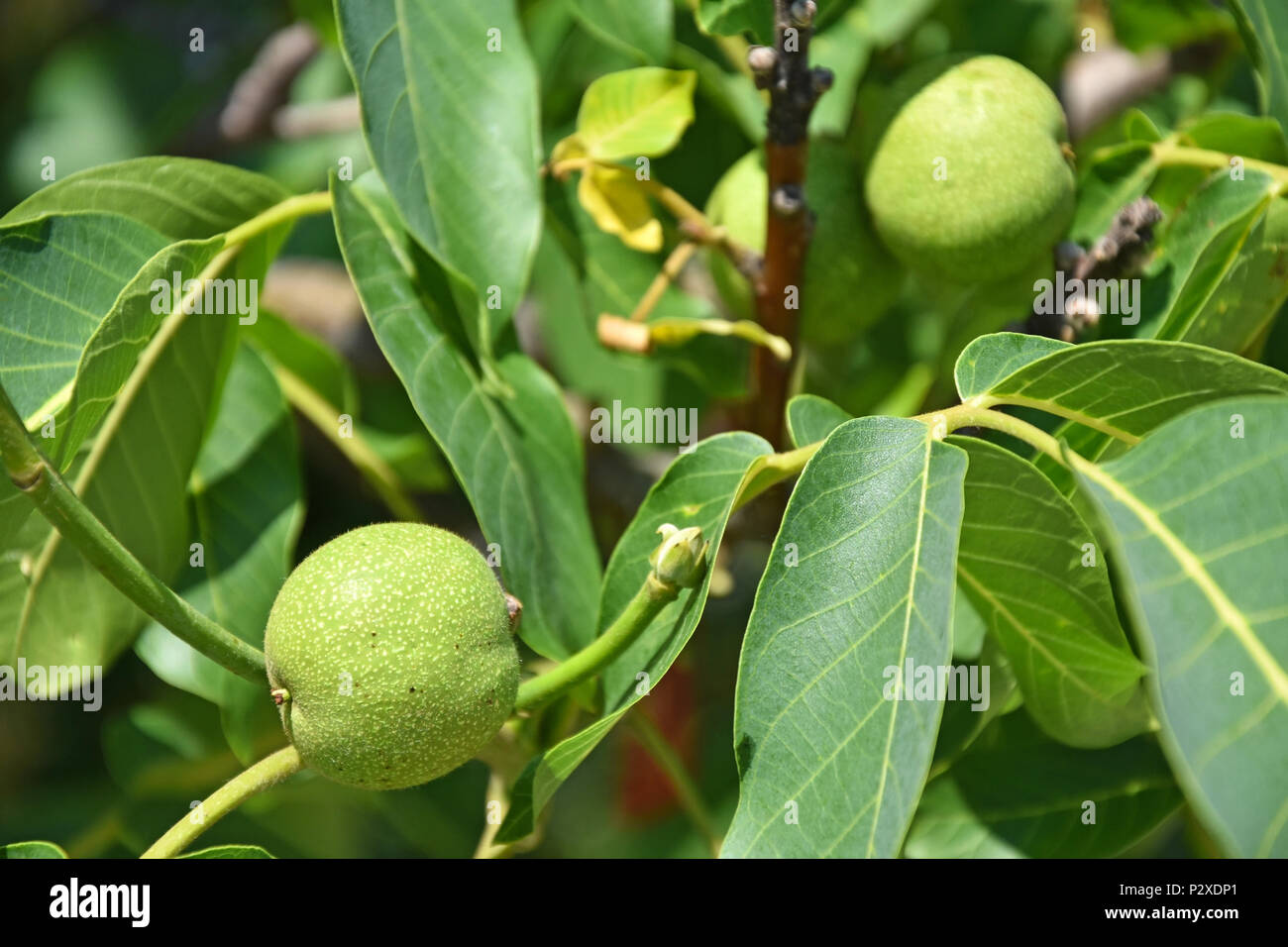 Green walnuts in the tree Stock Photo - Alamy