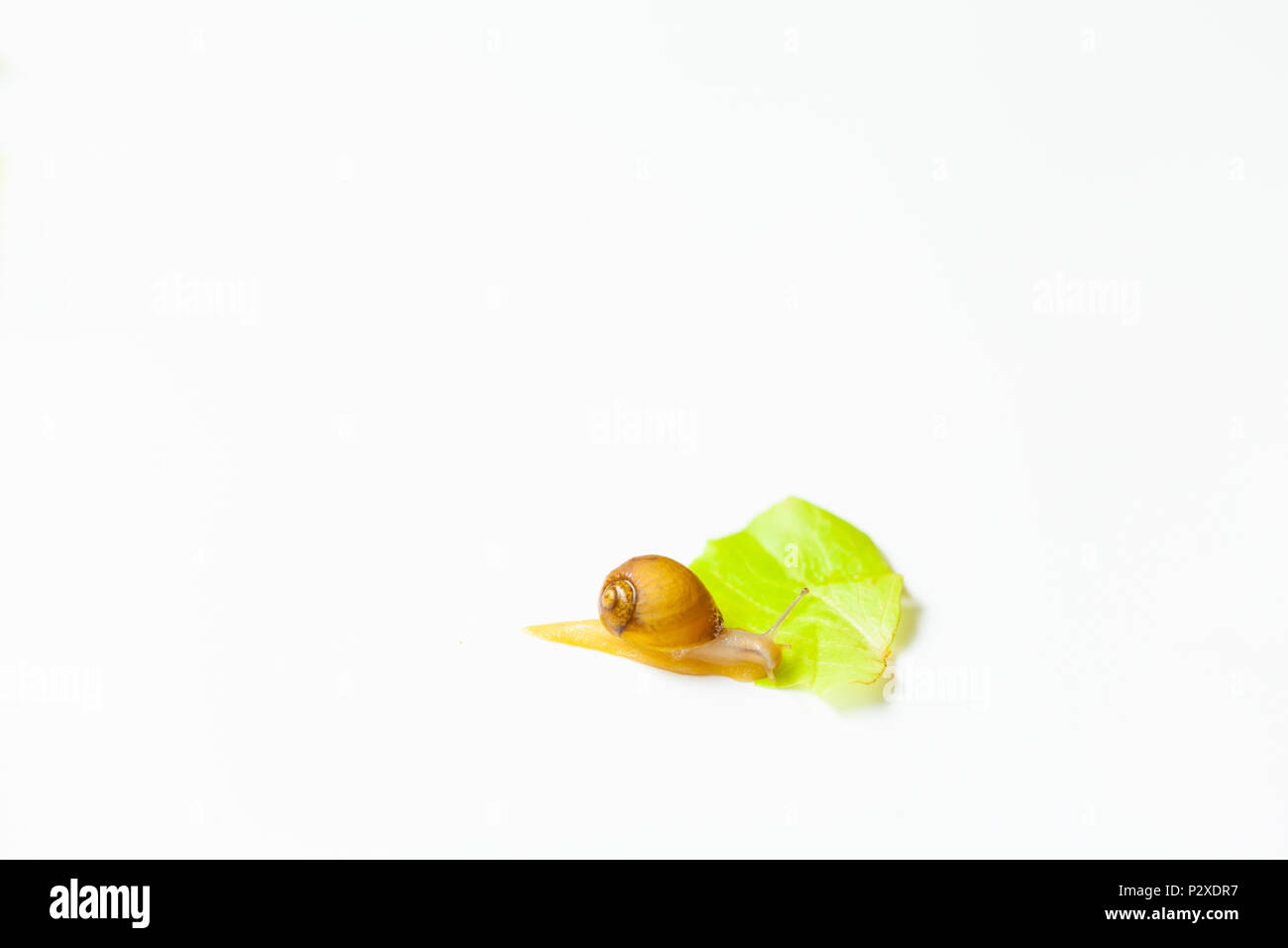 Tiny Snail moving around on white background Stock Photo - Alamy