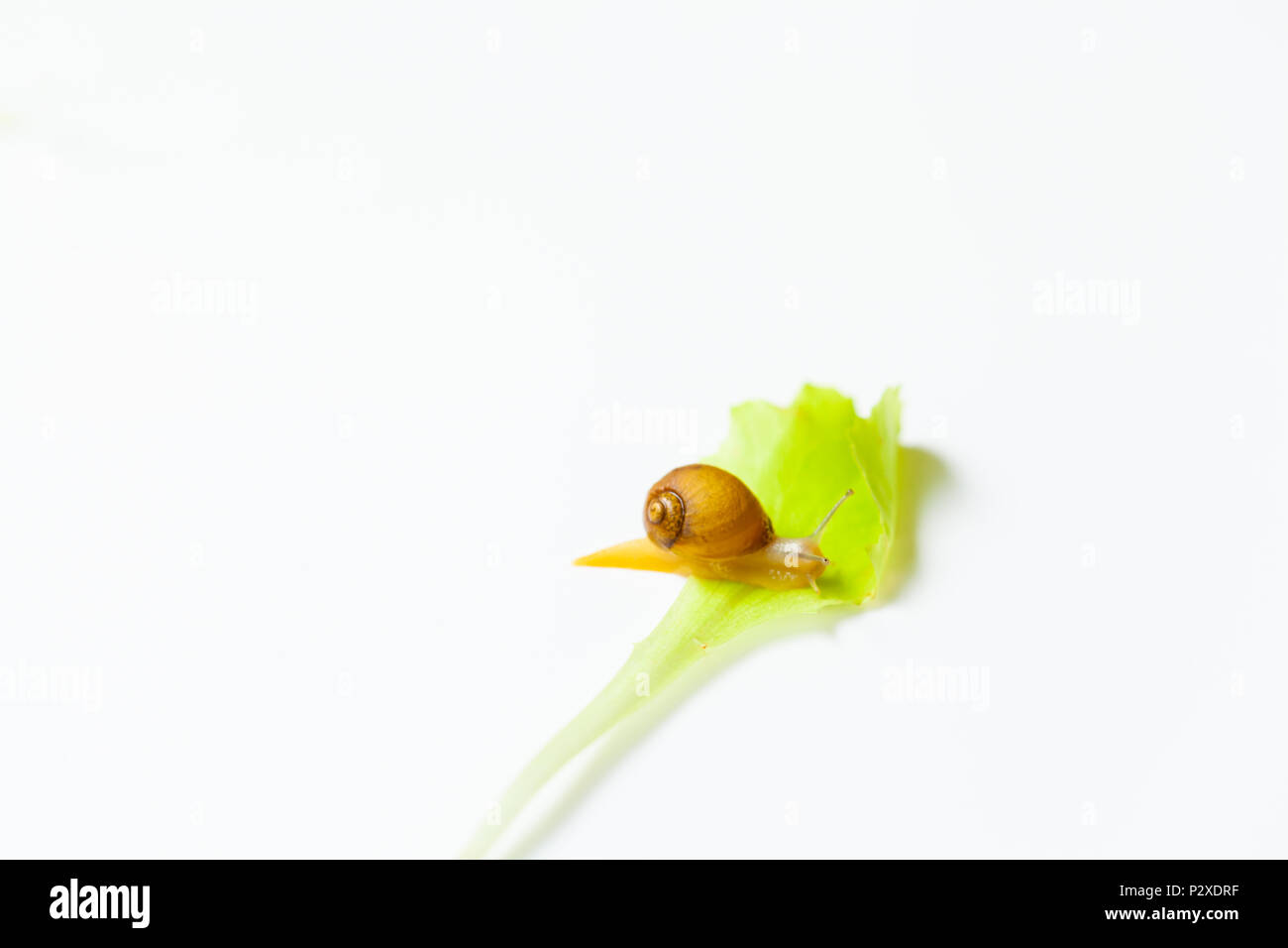 Tiny Snail moving around on white background Stock Photo - Alamy
