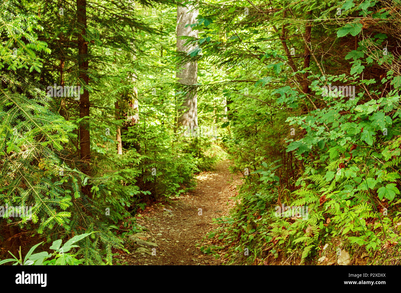 Summer green forest with path, natural outdoor seasonal background ...
