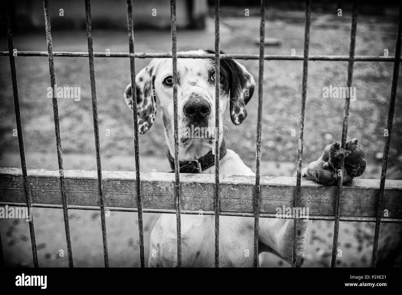 Abandoned dog and caged animal abuse and neglect Stock Photo - Alamy
