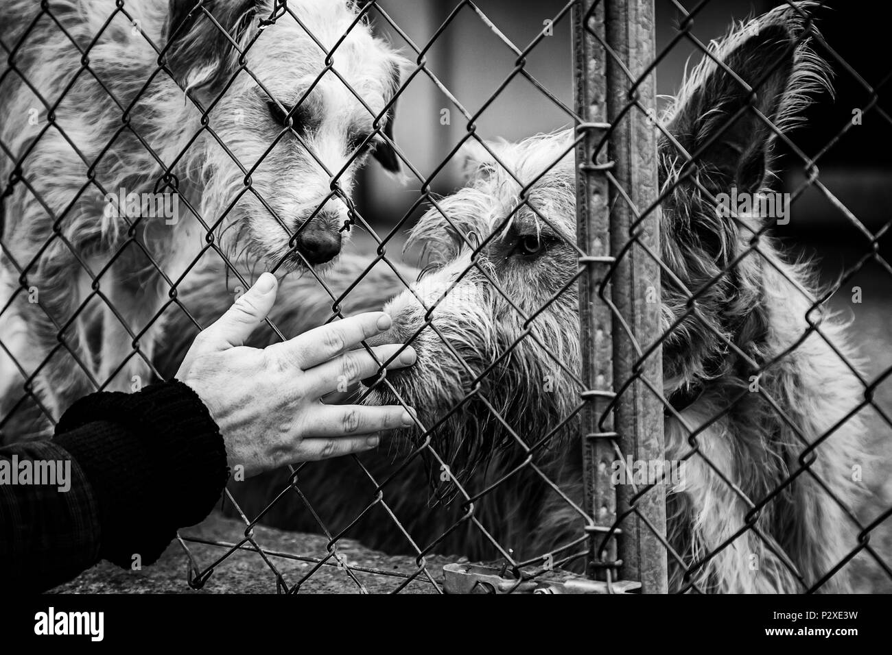 Woman petting stray dogs, kennel for stray animals Stock Photo - Alamy
