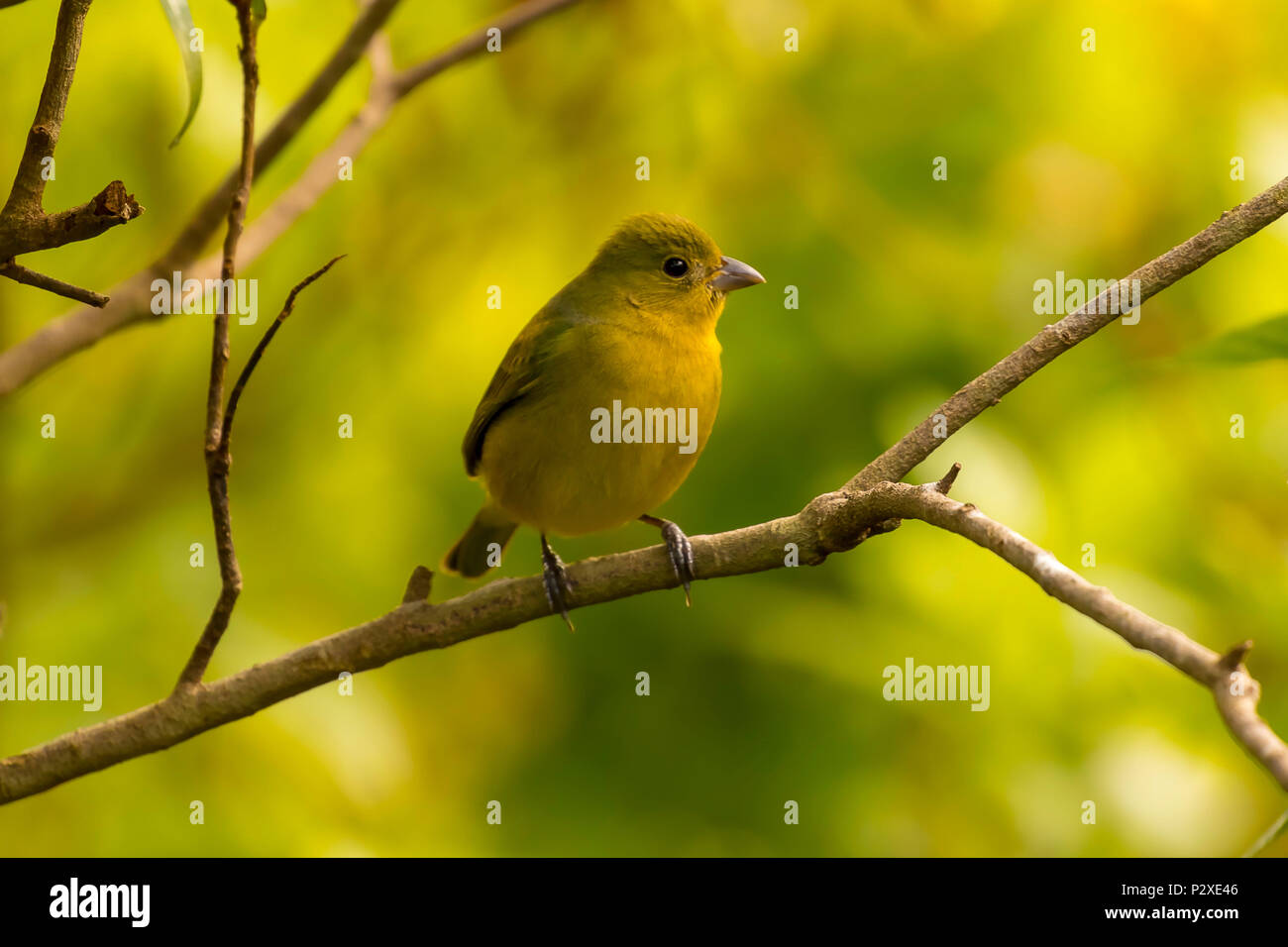 Female painted bunting hi-res stock photography and images - Alamy