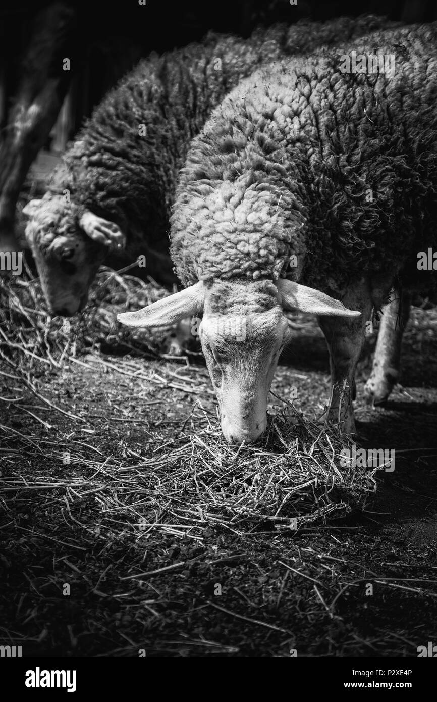 Sheep eating on the farm, pet detail Stock Photo - Alamy
