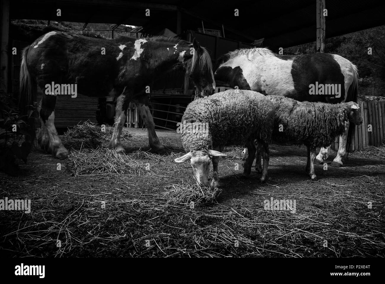 Sheep eating on the farm, pet detail Stock Photo - Alamy