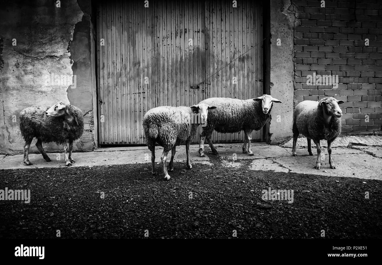 Sheep eating on the farm, pet detail Stock Photo - Alamy