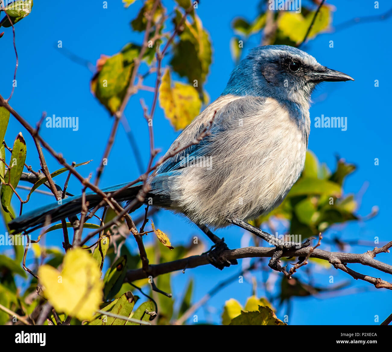 Florida Scrub Jay on a perch Stock Photo - Alamy